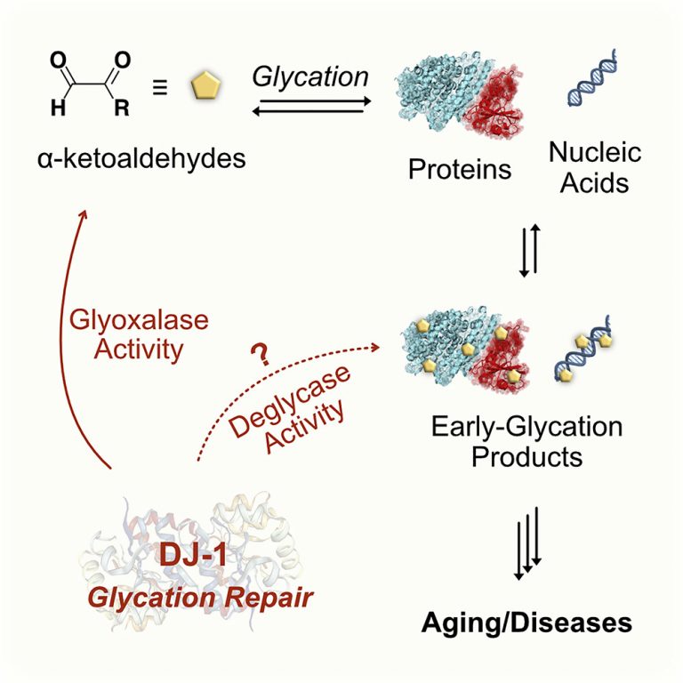 Publications – Yong Woong Jun-The Jun Lab